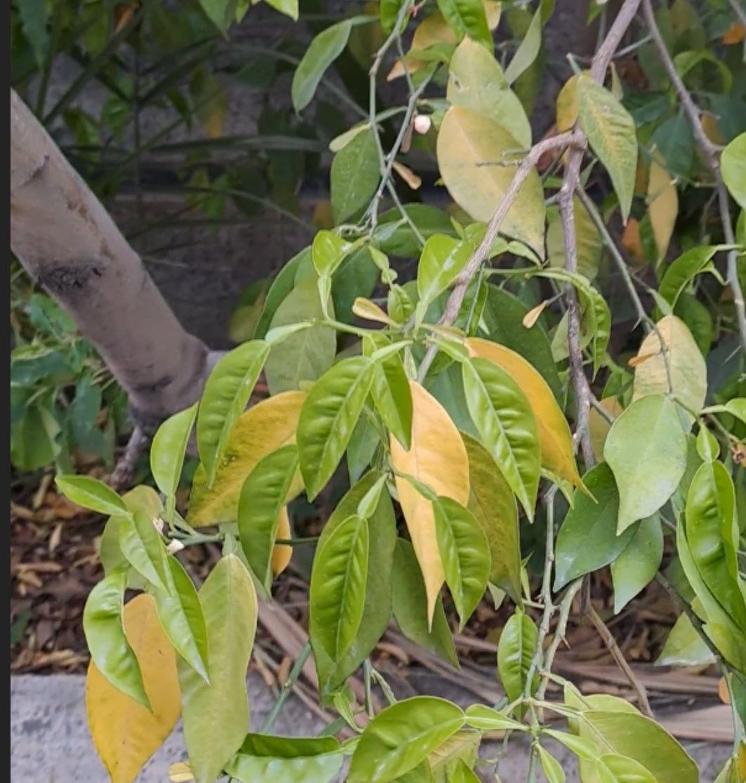 Root Rot in Bitter Orange - woodvinegaragri